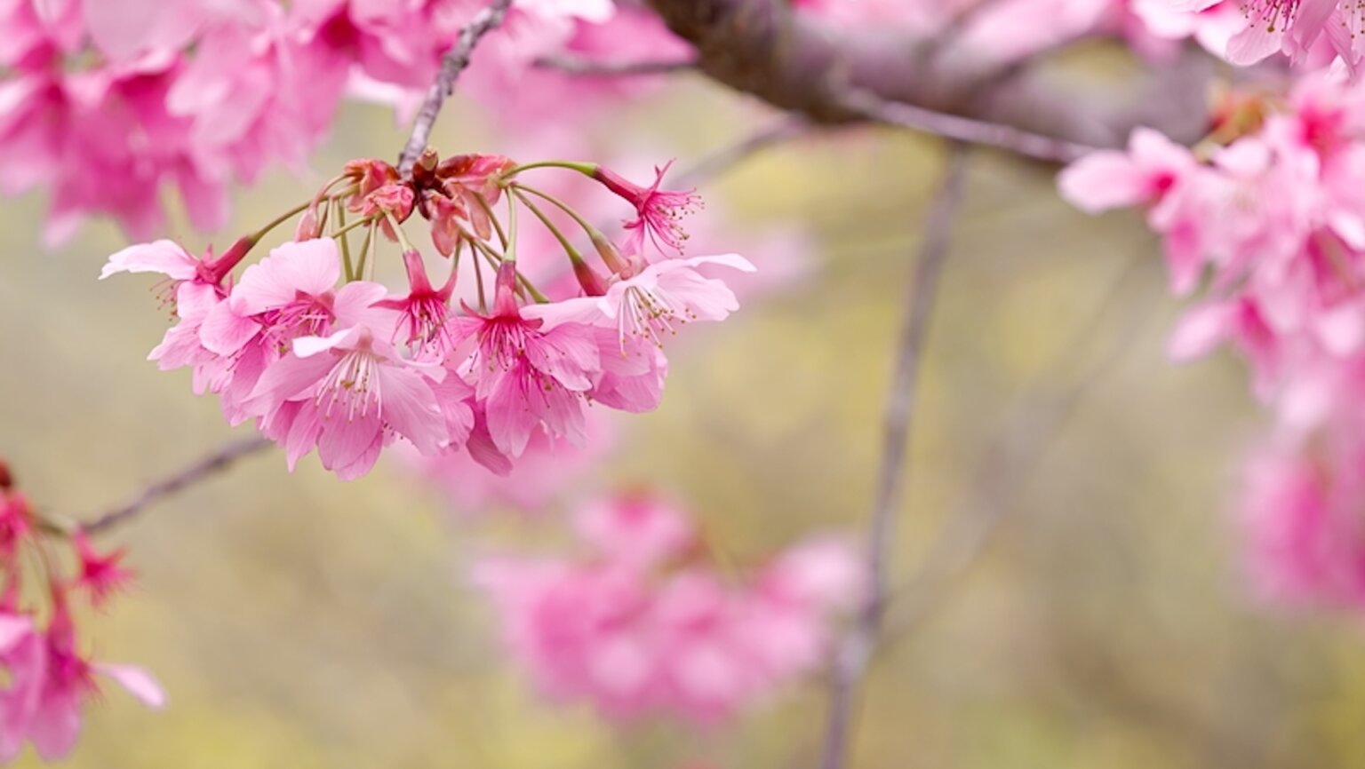 NYZ: Breathing Techniques in Zen Practice - Zen Studies Society